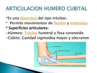 Articulaciones del codo | PPTX