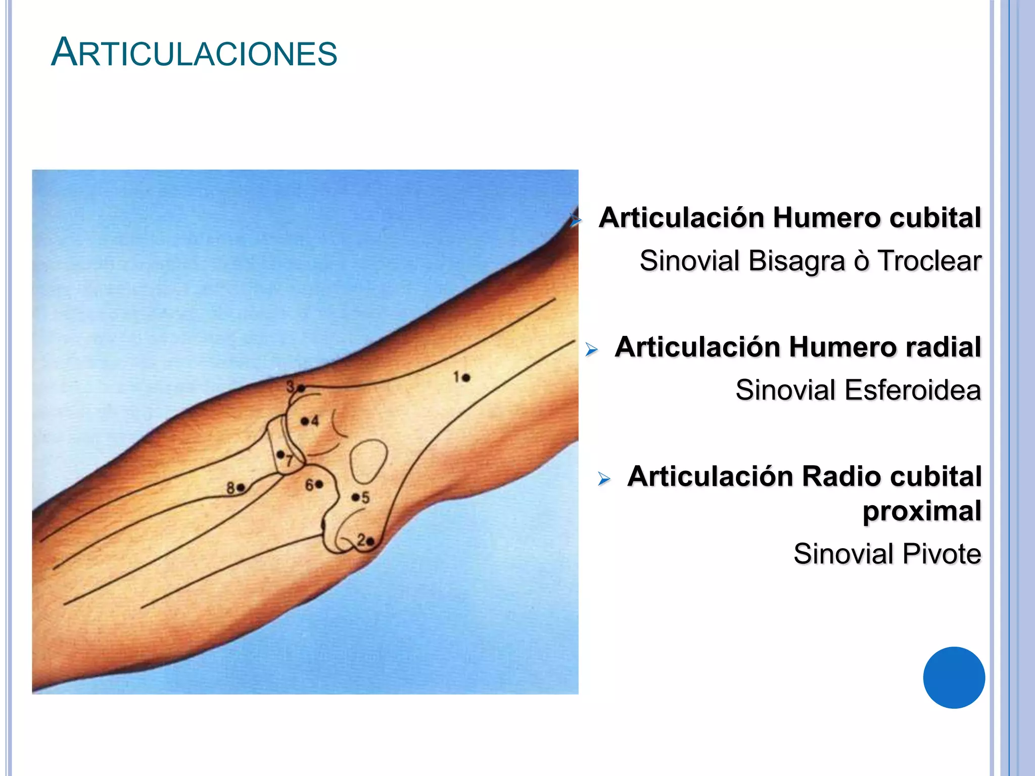 Articulaciones_del_Codo.pptx