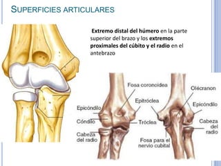 Articulaciones_del_Codo.pptx