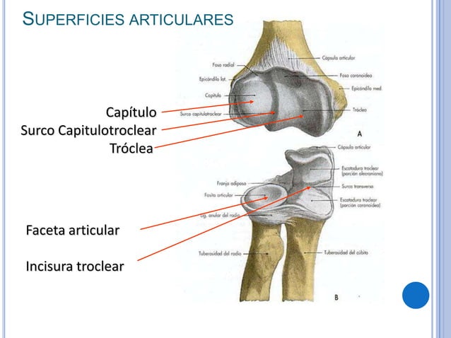 Articulaciones_del_Codo.pptx