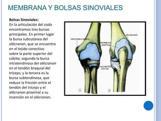 Articulaciones_del_Codo.pptx