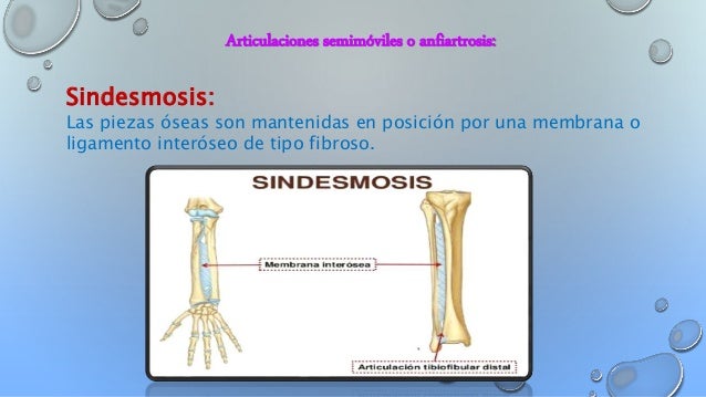 Articulaciones del cuerpo humano