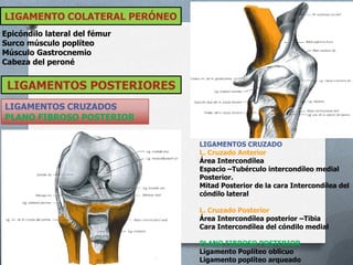 Articulaciones del miembro inferior | PPTX