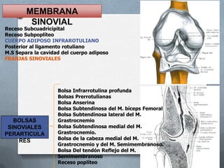Articulaciones del miembro inferior | PPTX