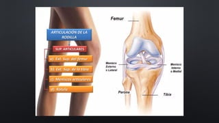 Articulaciones del MMII.pptx anatomia de rouvier | PPTX