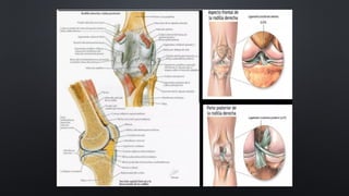 Articulaciones del MMII.pptx anatomia de rouvier | PPTX