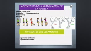 Articulaciones del MMII.pptx anatomia de rouvier | PPTX