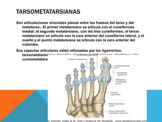 Articulaciones del pie | PPTX