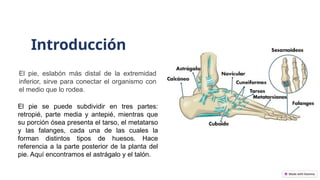 ARTICULACIONES DEL PIE QUE DESCRIBEN SUS PARTES | PPTX