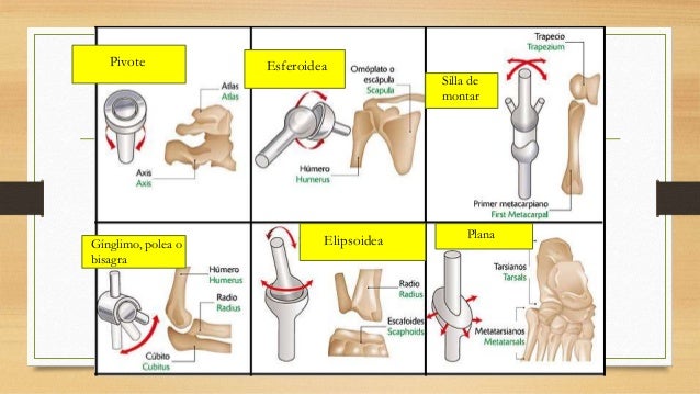 Clasificación de las articulaciones.