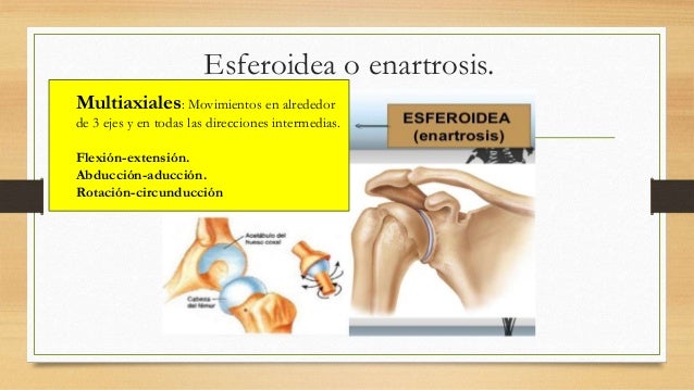 Clasificación de las articulaciones.