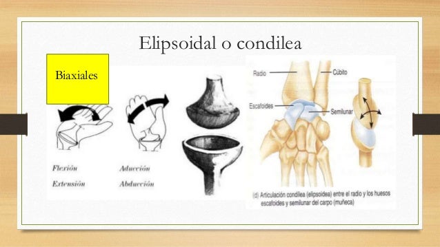 Clasificación de las articulaciones.