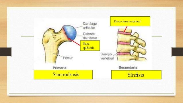 Clasificación de las articulaciones.