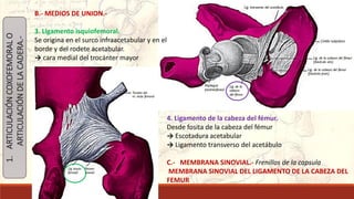 Articulaciones miembro inferior I.pdf