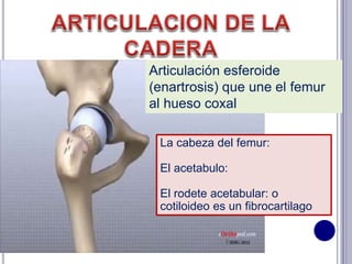 Articulaciones de miembros inferiores.pptx