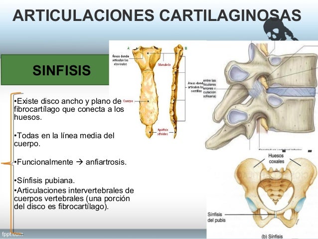 Articulaciones en general- anatomía