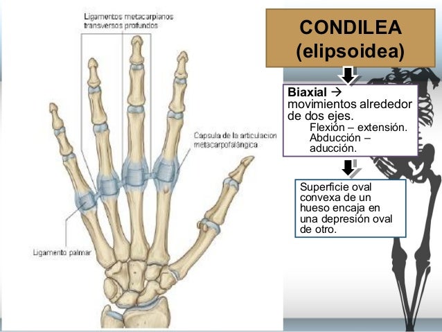 Articulaciones en general- anatomía