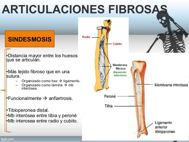 Articulaciones en general- anatomía