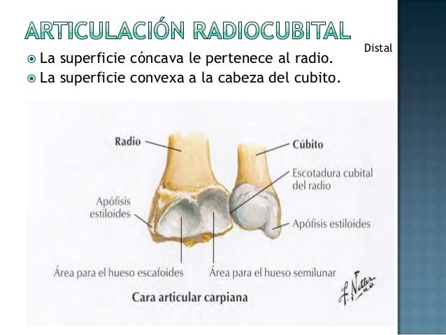 Articulaciones radiocubitales