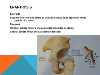 Articulaciones sinoviales | PPTX