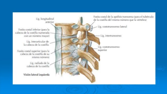 Articulaciones torax y columna vertebral