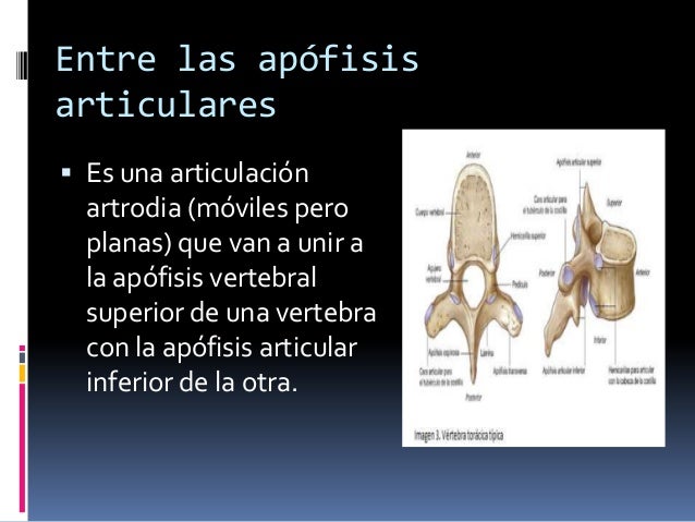 Que Es Apofisis - Solo Para Adultos En República Dominicana