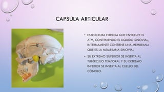 Articulaciones y atm | PDF