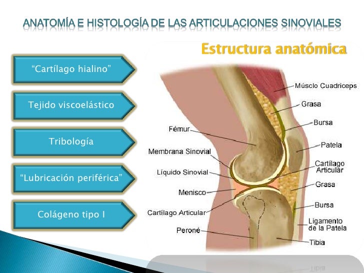 Articulaciones y cartílago articular