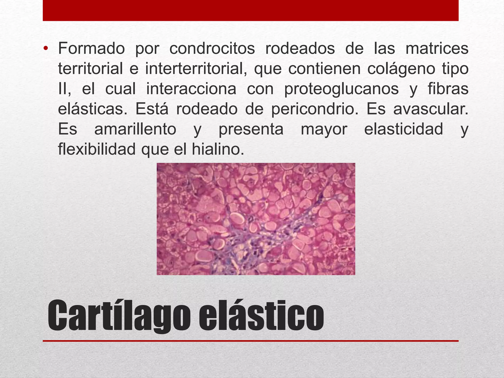 Articulaciones y Músculos.pptx