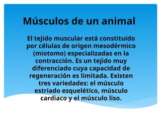 Articulaciones y Músculos de los animales.pptx