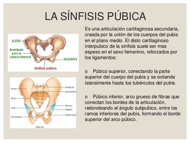 Articulacion pelvis