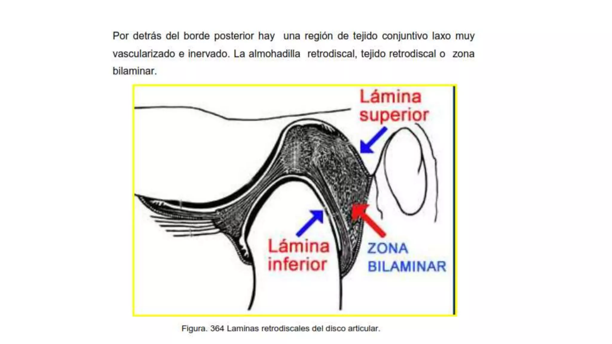 Articulacion temporo mandibular | PPT