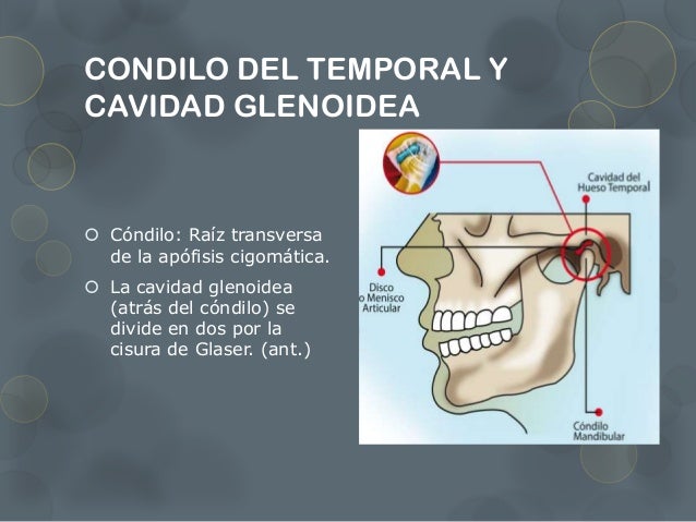 Articulacion temporomandibular