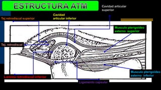 Articulacion Temporo mandibular | PPTX