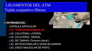 Articulacion Temporo mandibular | PPTX