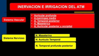 Articulacion Temporo mandibular | PPTX