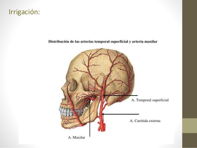 Articulacion temporomandibular 3.0