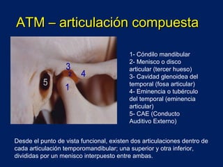 Articulacion temporomandibular y tratamiento | ODP