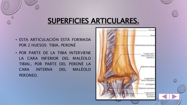 Articulacion tibioperonea