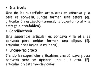 Articulacion y musculo | PPTX