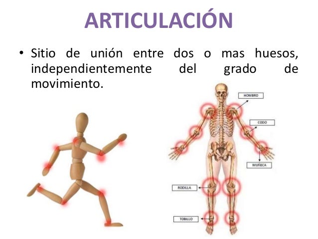 Carpo Articulaciones Del Cuerpo Humano