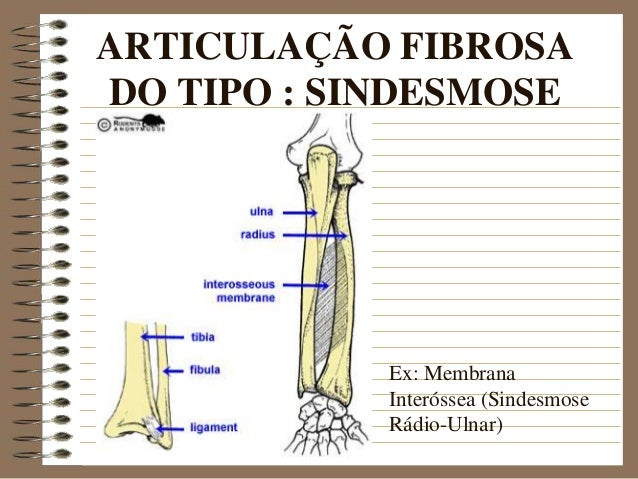 Articulacoes[1] 20140331212008