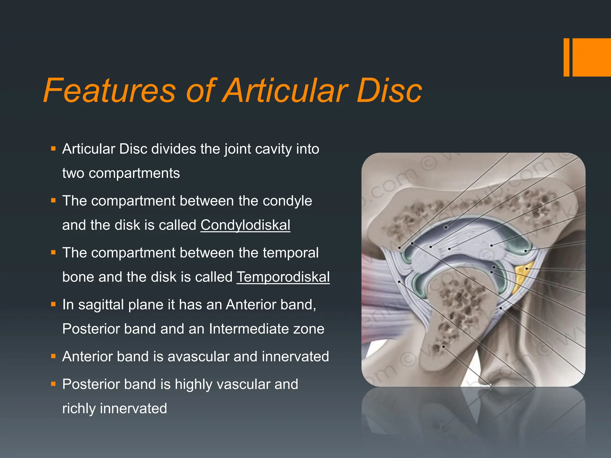 articular-disc of temporomandibular joint | PDF