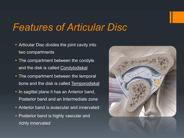 articular-disc of temporomandibular joint | PDF