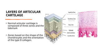 Anatomy of joint Articular cartilage.PPTX