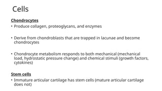 Anatomy of joint Articular cartilage.PPTX