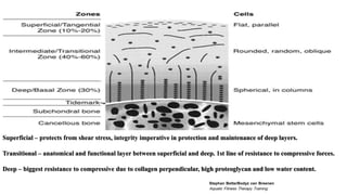Articular Cartilage Joint Motion and Load | PPTX