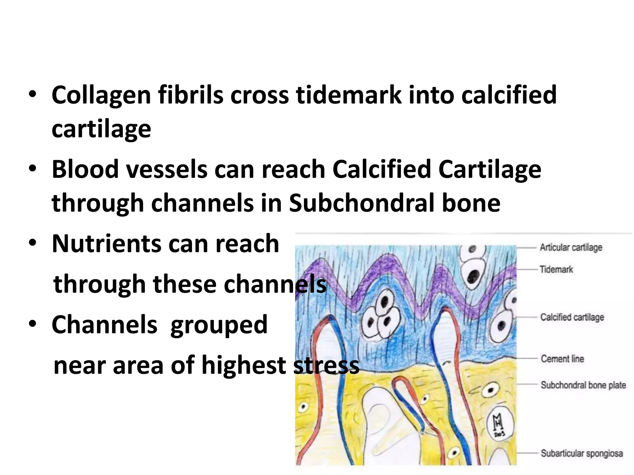 Articular cartilage injuries | PPTX