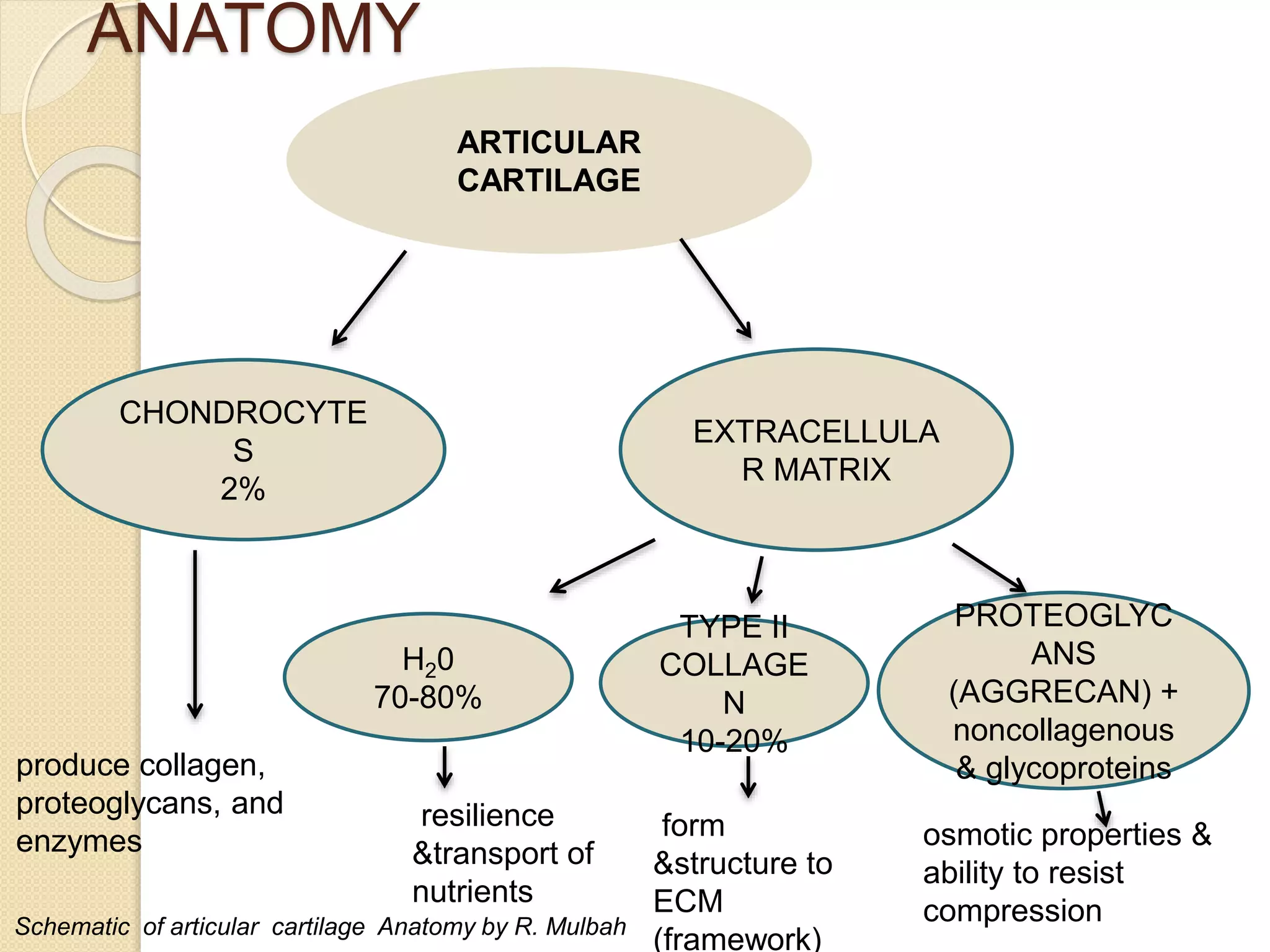 Articular Cartilage & Postraumatic Osteoarthritis | PPTX