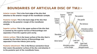 ARTICULAR DISC OF TEMPOROMANDIBULAR JOINT | PDF